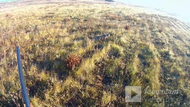 Эстонская гончая Афина. Открытие охоты по зайцу русаку сезон 2021-22