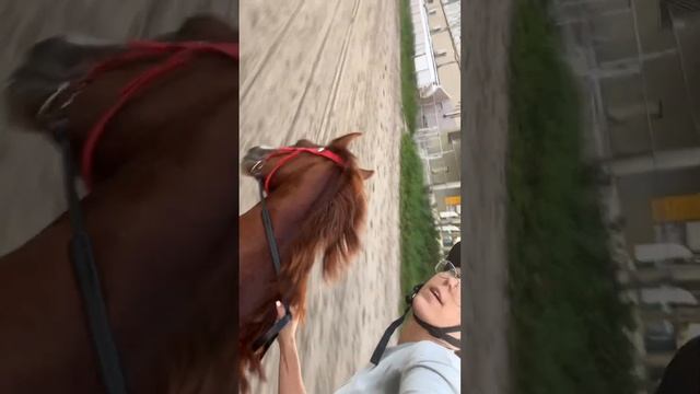 #кони #horse #лошади #приколы #ипподром