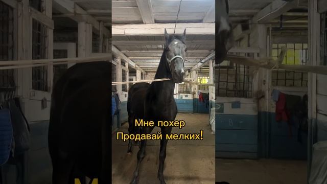 #horse #кони #лошади #ипподром #тренды#питомцы #топ