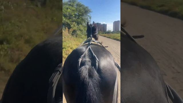 Беовульф Орловский жеребец #horse #кони #лошади #ипподром #рысак