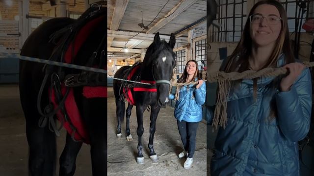 Бэнтли или Орловский рысак#асмр#приеол#тренды #кони #horse #лошади #ипподром #благовещенск #топ
