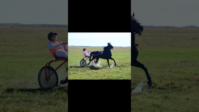 Без тормозов #кони #рысаки #спорт #конюшня #поляна