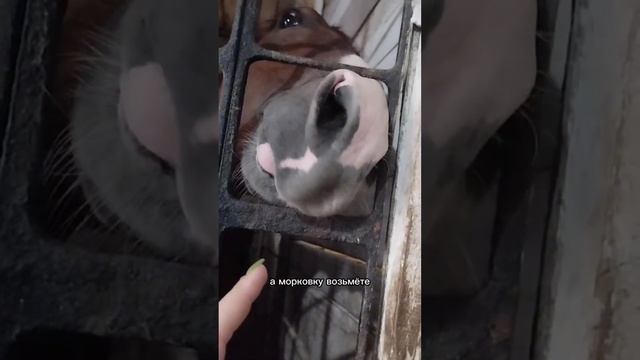 #horse #кони #лошади #ипподром #топ #благовещенск #юмор #прикол