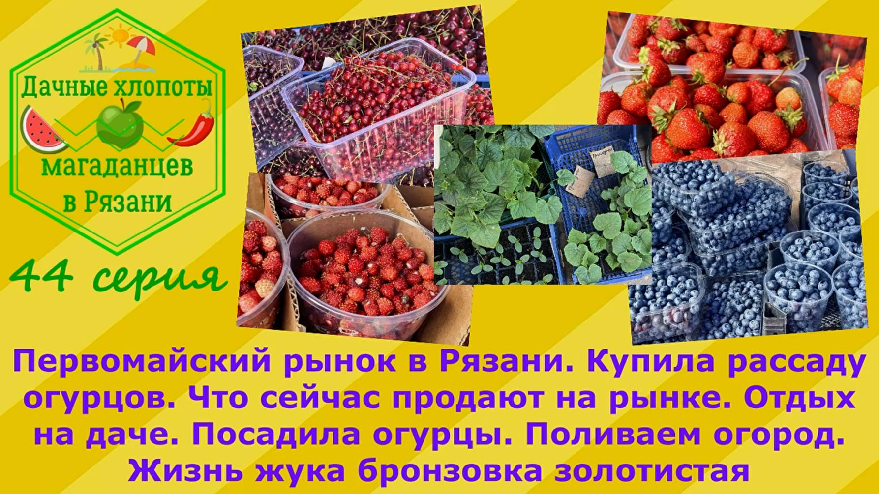 Первомайский рынок.Рязань.Купила рассаду огурцов,посадила.Что продают на рынке.Бронзовка золотистая