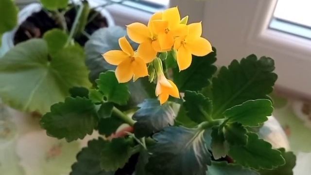 Каланхоэ - как размножить черенками, листом, семенами.