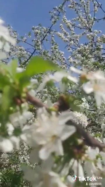 Уход за вишней в летнее время.