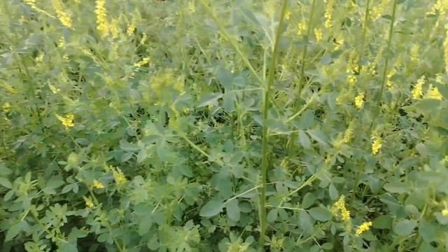 Донник лекарственный  . Sweet clover.#video #plants