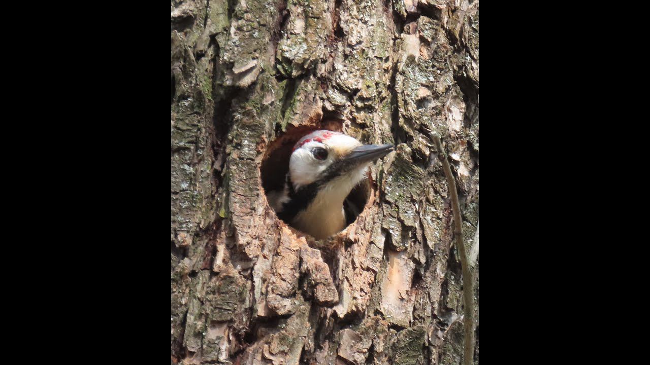 Белоспинный дятел (Dendrocopos leucotos)