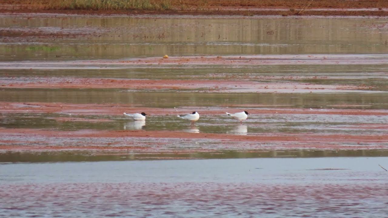 Малая чайка (Larus minutus)