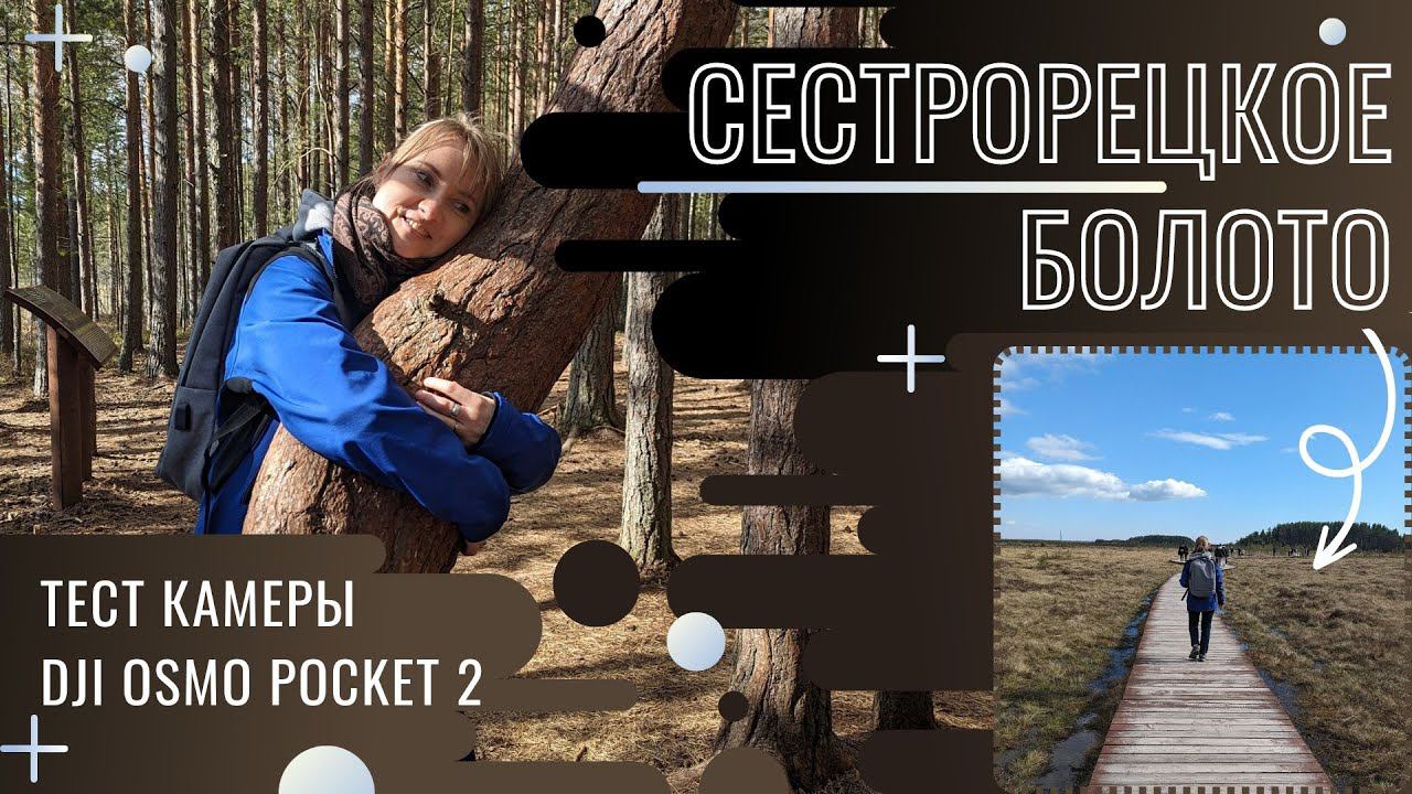 vlog 20 Сестрорецкое болото с DJI Osmo pocket 2 (первый тест)