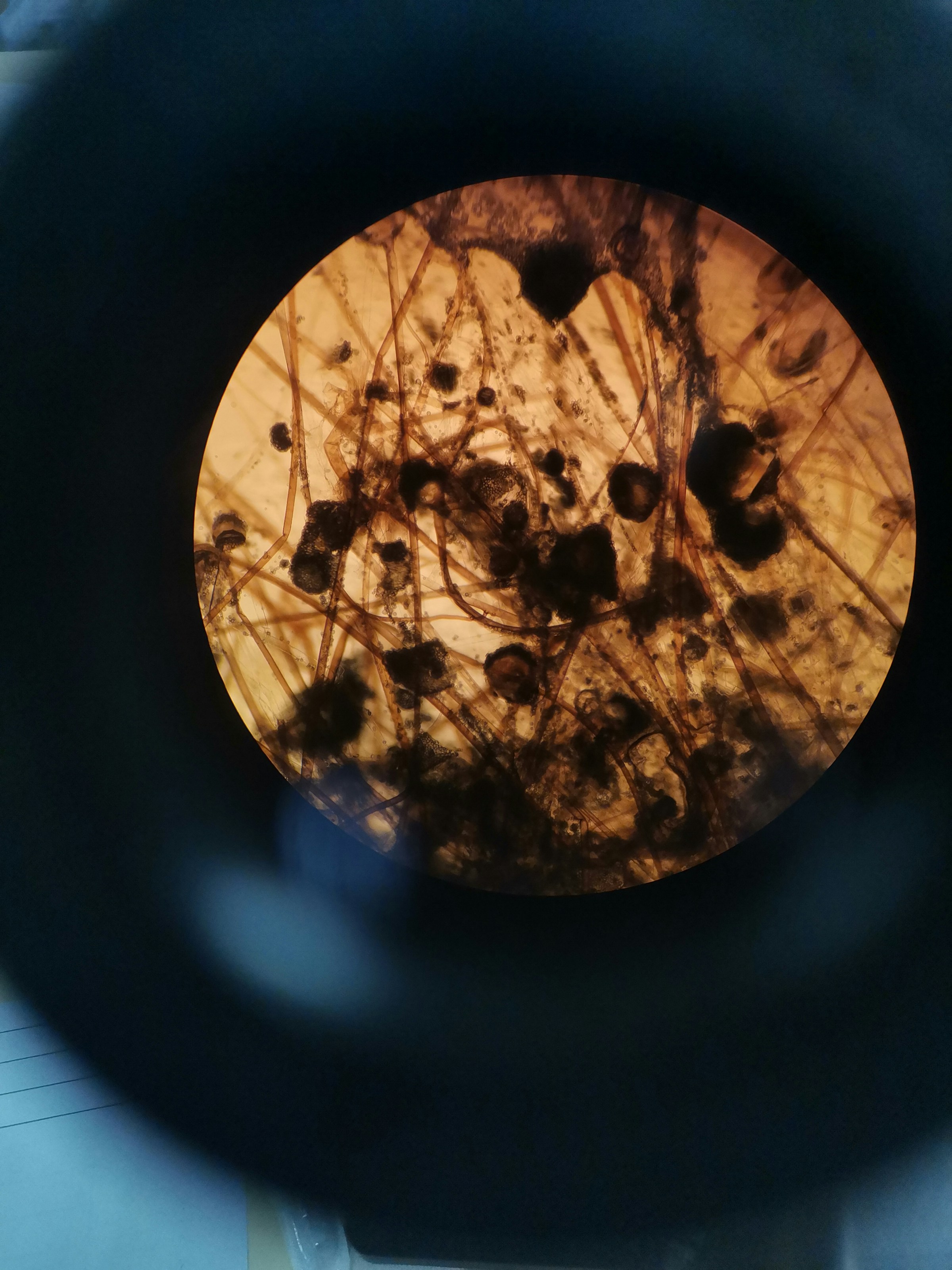 Биология для 10-11 класса: видеоуроки