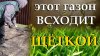Урожайный сад и огород_Как посадить газон