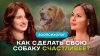DogVille_Как сделать свою собаку счастливее?