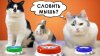 Пушистая Банда _ПИТОМЦЫ УПРАВЛЯЮТ НАШИМ ДНЁМ