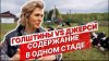 КУЛЬТИВАТОР_Джерси + Голштины