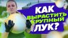 Семена Алтая_СДЕЛАЙТЕ ЭТО, ЧТОБЫ ВЫРАСТИТЬ КРУПНЫЙ ЛУК