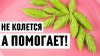 Здоровьесберегающий канал_Хвоя, которая лечит
