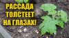 Идеи на каждый день_Рассада крепкая