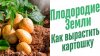 plodorodie.zemli_Как вырастить картошку