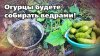 САД БЕЗ СЕКРЕТОВ_Тонкости выращивания огурцов
