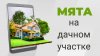 ОЧумелые_Сделали зону для чайных трав