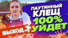 Семена Алтая_КАК СПАСТИ БАКЛАЖАНЫ