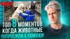 TheSprint_ТОП 8 МОМЕНТОВ, КОГДА ЖИВОТНЫЕ ПОПРОСИЛИ О ПОМОЩИ