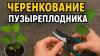 Малиновская_SAD_Пузыреплодник