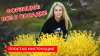 Питомник Росток_Как посадить форзицию