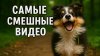 Животный Юмор_Смех до слёз