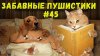 NeirozTV_СМЕШНЫЕ КОШКИ И СОБАКИ