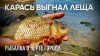 Fishing 21_КАРАСЬ выгнал ЛЕЩА. А как хорошо начиналось. РЫБ