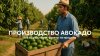 Gros.farm_Как вырастить миллионы авокадо в год?