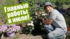 Антонов Сад_Что посеять в июле