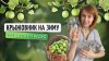 Индирка Хомячит. Просто о еде_Джем и варенье из крыжовника