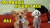 NeirozTV_Я РЖАЛ ДО СЛЕЗ 😹 СМЕШНЫЕ КОШКИ И СОБАКИ