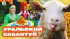 UTRAVEL media | путешествия по Уралу_Борьба за барана и маш