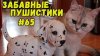 NeirozTV_Я РЖАЛ ДО СЛЕЗ 😹 СМЕШНЫЕ КОШКИ И СОБАКИ  СМЕШНЫЕ Ж