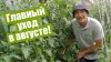 Антонов Сад_Уход за томатами в августе