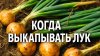 Пенсионер на даче_Не упустите момент! Когда выкапывать лук,