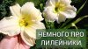 🌲МОЖЖЕВЕЛОВЫЙ САД🌲_НЕМНОГО ПРО ЛИЛЕЙНИКИ. 27.07.2025г.