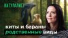 ЖИЗА_10 глупых вопросов НАТУРАЛИСТУ