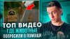 TheSprint_ТОП ВИДЕО ГДЕ ЖИВОТНЫЕ ПОПРОСИЛИ О ПОМОЩИ!