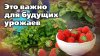 САД БЕЗ СЕКРЕТОВ_Уход за клубникой после плодоношения. Важны