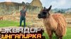 Bigtripvlog_Перелезли через ЗАБОР и увидели ЭТО! Ламы в Экв
