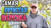 Роман Буров TV_Обрезка винограда на большой урожай: простой
