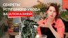 Елена Носова|озеленение_Как пересадить алоказию Полли на фит