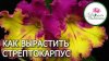 ВЕРОНИКА ПОЛИВКИНА. САДОВЫЙ КЛУБ_КАК ВЫРАСТИТЬ СТРЕПТОКАРПУС