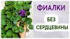 С Мирэлькой_Проблемы фиалок (сенполий). Размножение. Без сер