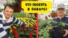 САД, ОГОРОД,СВОИМИ РУКАМИ_Что посеять на рассаду уже в январ